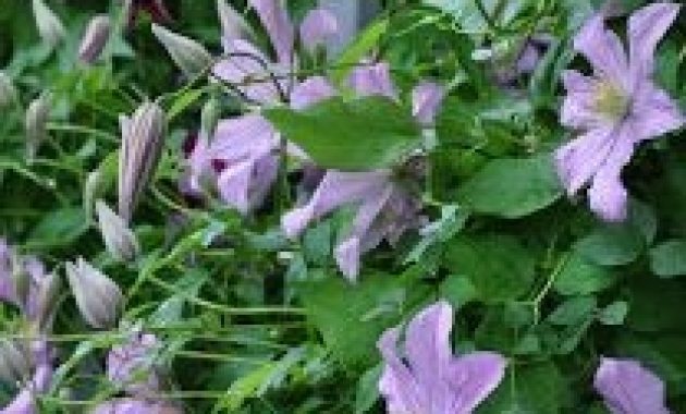 45 Simple Small Flower Gardens And Plants Ideas | ZYHOMY