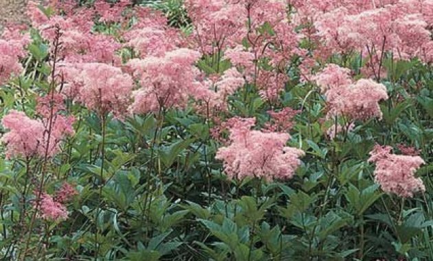 45 Simple Small Flower Gardens And Plants Ideas | ZYHOMY