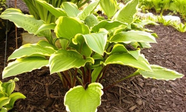 45 Simple Small Flower Gardens And Plants Ideas | ZYHOMY